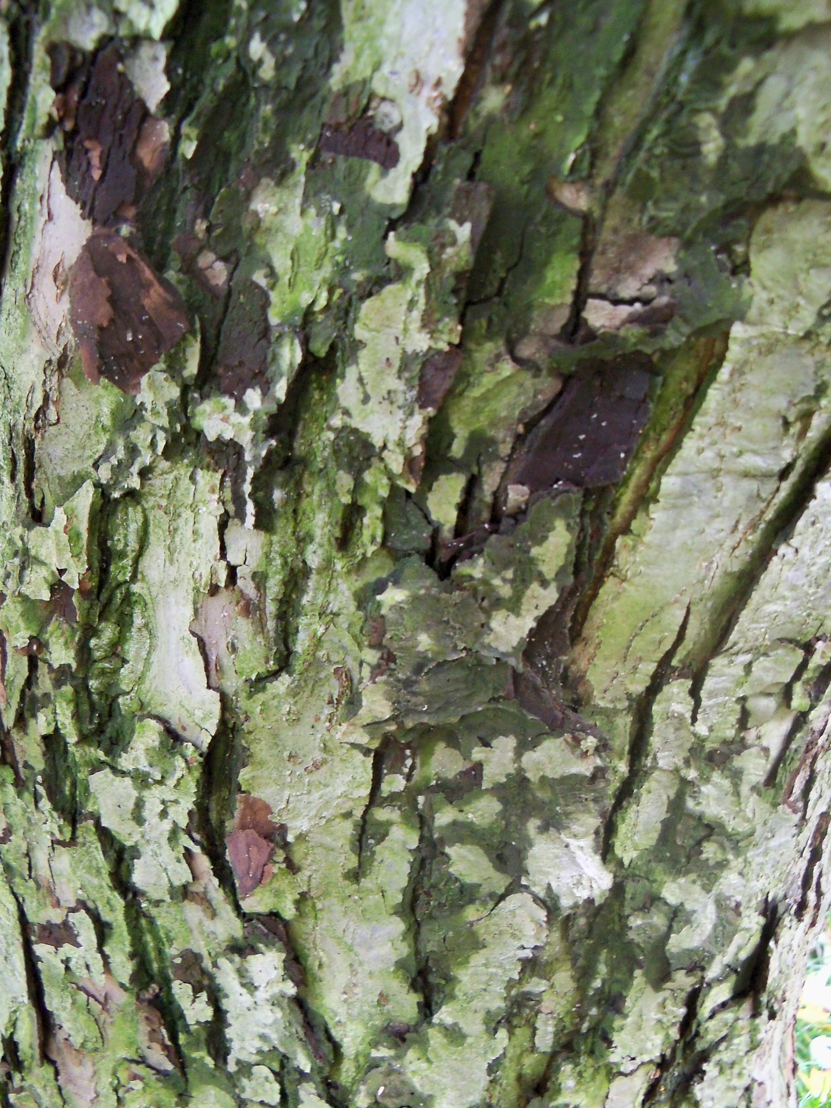 Texture – Damp Crabapple Bark | Katherine Wikoff